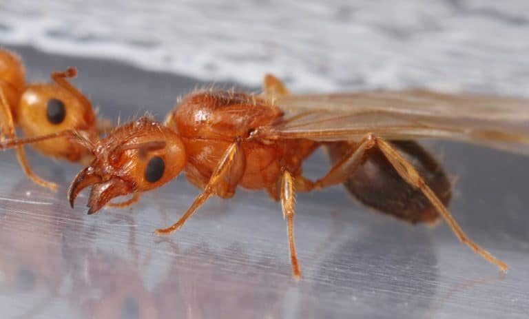 A Fire Ant’s Life Cycle - Lifespan & Reproduction - The Pest Advice