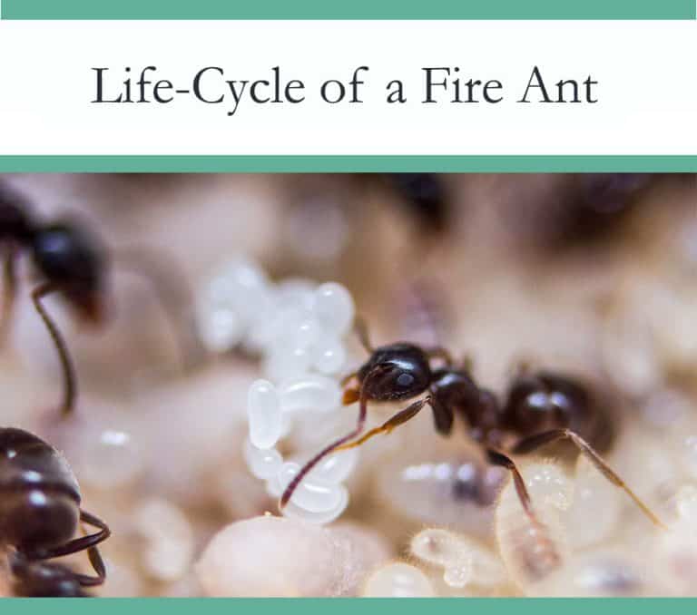 A Fire Ant’s Life Cycle - Lifespan & Reproduction - The Pest Advice