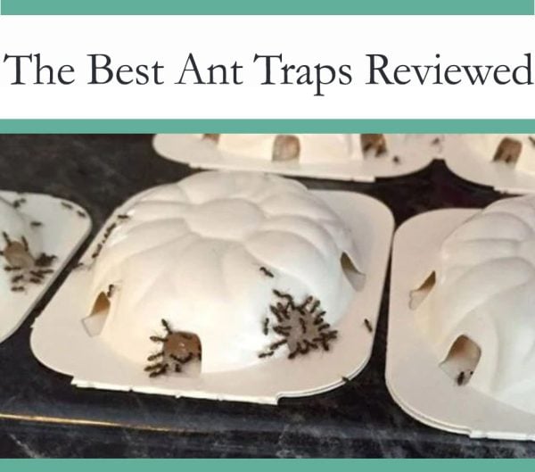 Best Ant Traps to get Rid of ants - The Pest Advice
