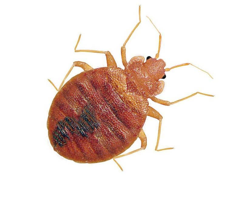What Do Bed Bugs Look Like? - The Pest Advice
