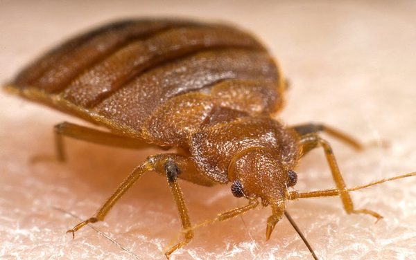 What Do Bed Bugs Look Like? - The Pest Advice