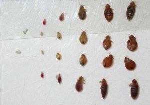 What Do Bed Bugs Look Like? - The Pest Advice