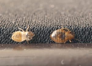 What Do Bed Bugs Look Like? - The Pest Advice