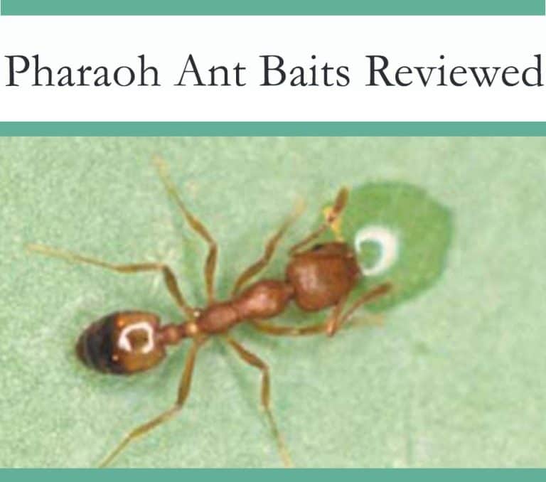 Best Bait for Pharaoh Ants - The Pest Advice