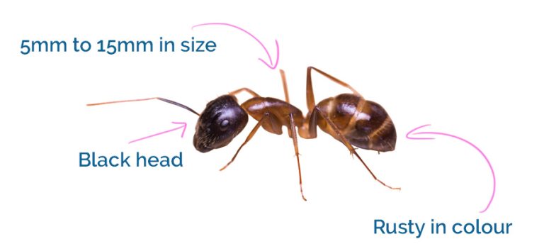 How To Get Rid of Sugar Ants - The Pest Advice