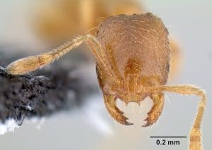 How to Get Rid of Grease Ants - The Pest Advice