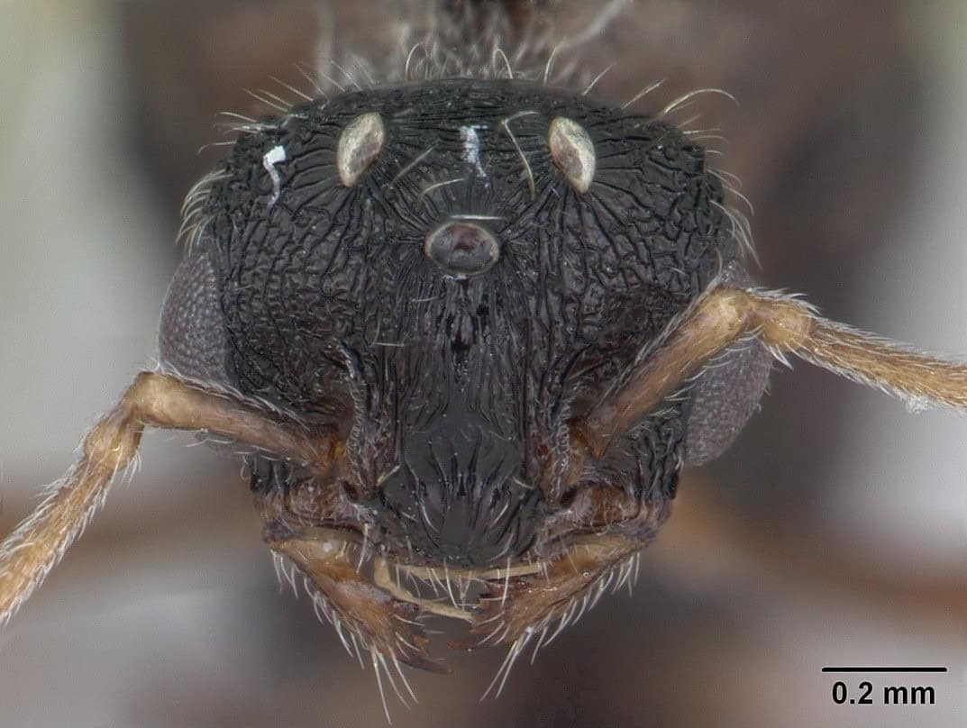How To Get Rid Of Pavement Ants - The Pest Advice