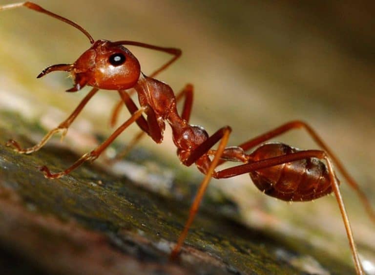 How to Get Rid of Harvester Ants - The Pest Advice