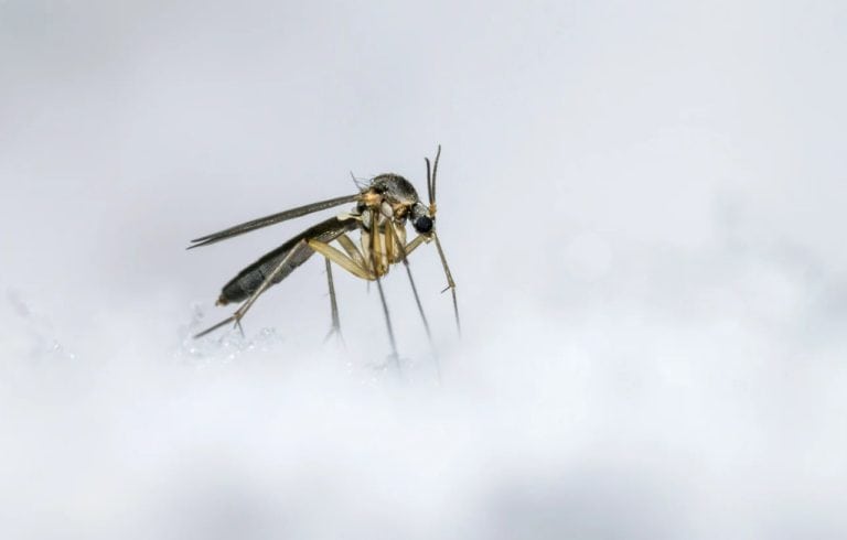 Snow Fleas in Winter? How to Get Rid of These Tiny Cold-Weather Creatures