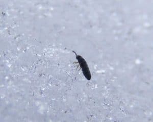 Snow Fleas in Winter? How to Get Rid of These Tiny Cold-Weather Creatures