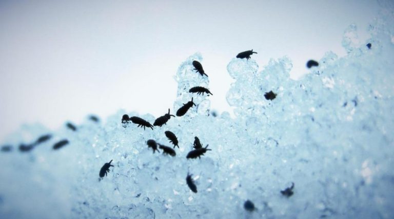 Snow Fleas in Winter? How to Get Rid of These Tiny Cold-Weather Creatures